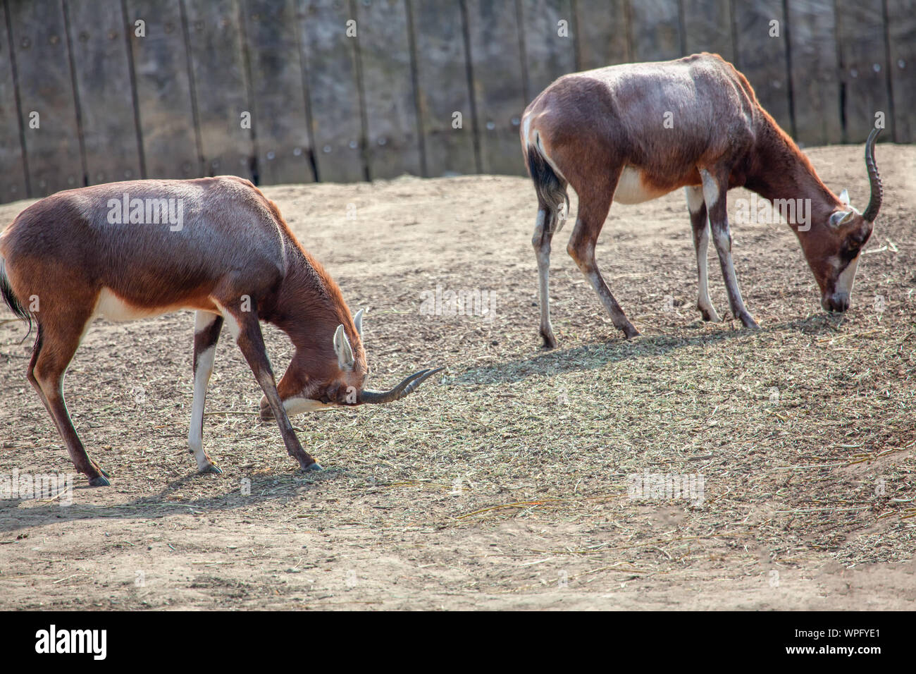 feeding of impala in the zoo Stock Photo - Alamy