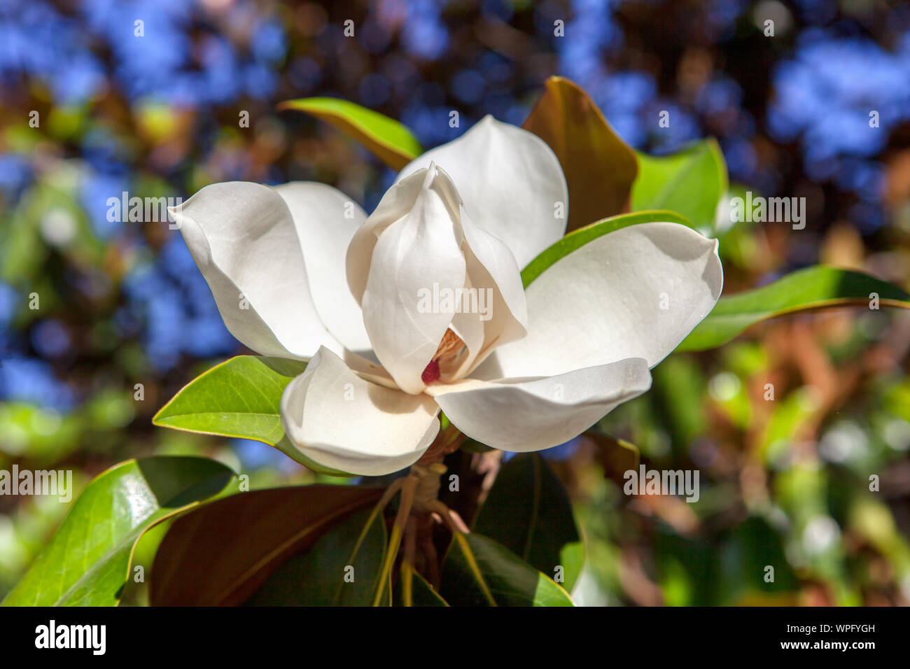 White Magnolia Branch