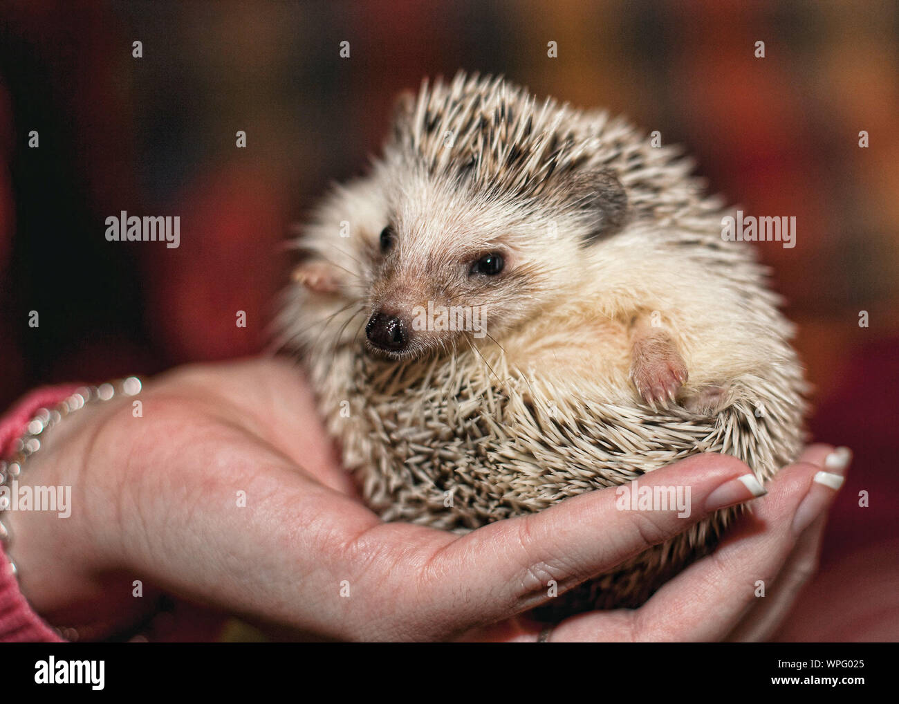 Adult and baby hedgehog hi-res stock photography and images - Alamy