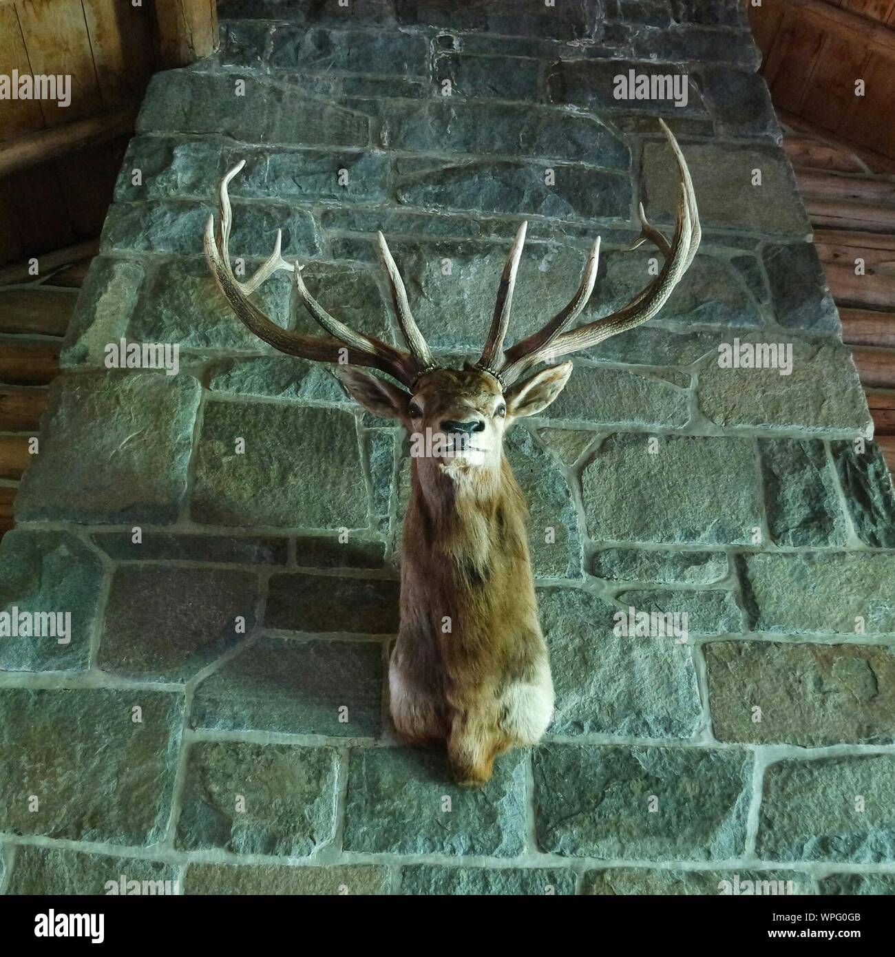 Hunter with trophy hi-res stock photography and images - Alamy