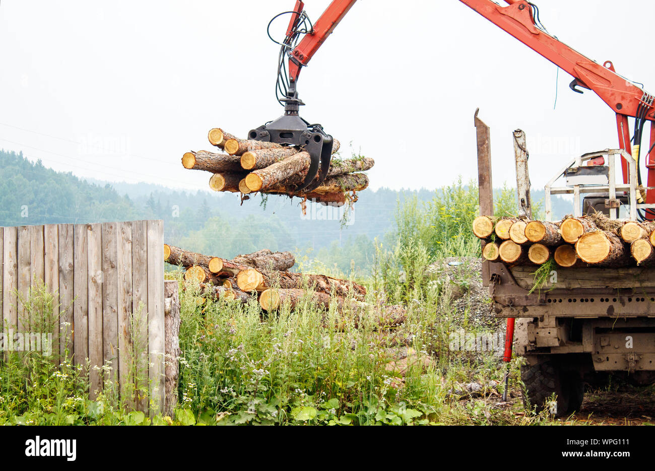pine logs ready for transportation in logging in russian siberia ...