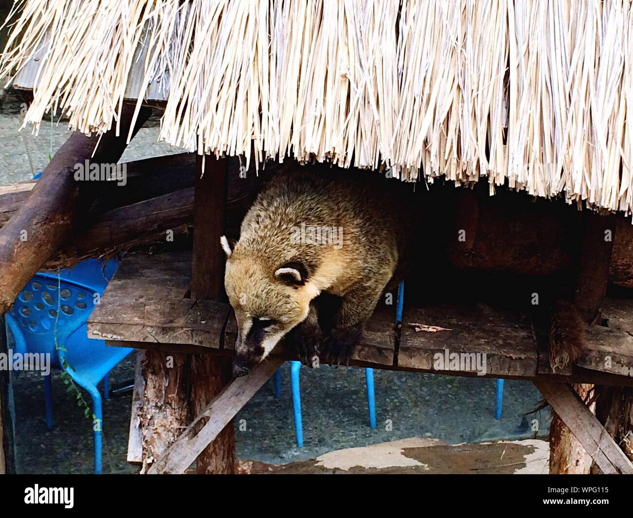 Thatched roof animal hi-res stock photography and images - Alamy