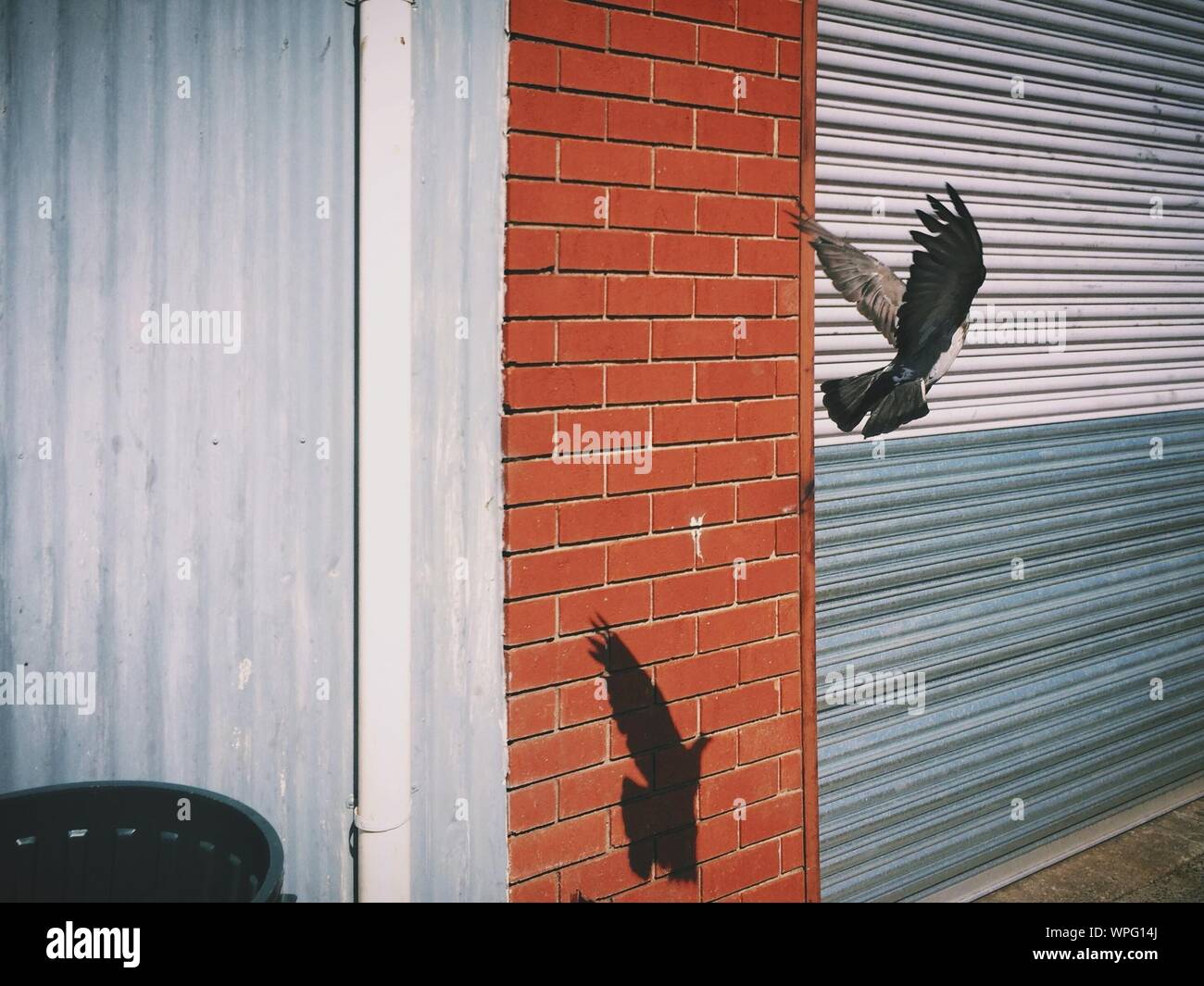 Pigeon Shadow High Resolution Stock Photography and Images - Alamy
