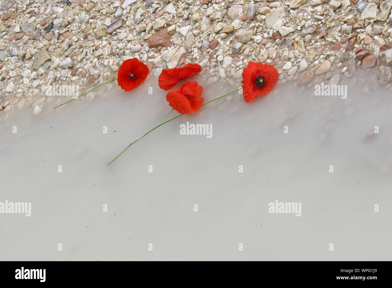 poppies Latin papaver rhoeas floating in the sea a remembrance flower ...