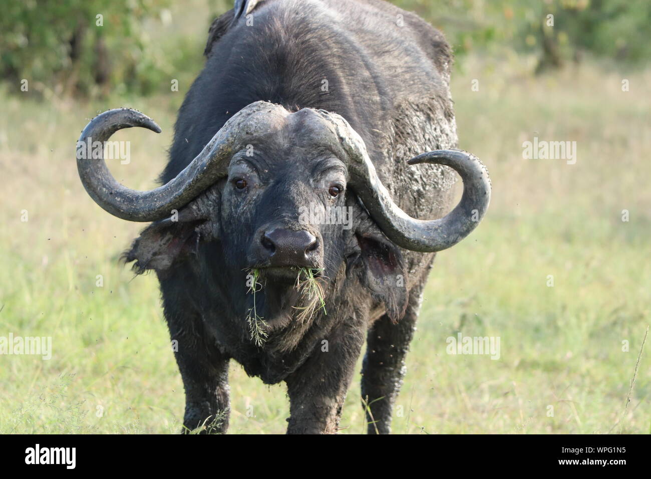 Cape buffalo face, Masai Mara National Park, Kenya Stock Photo - Alamy