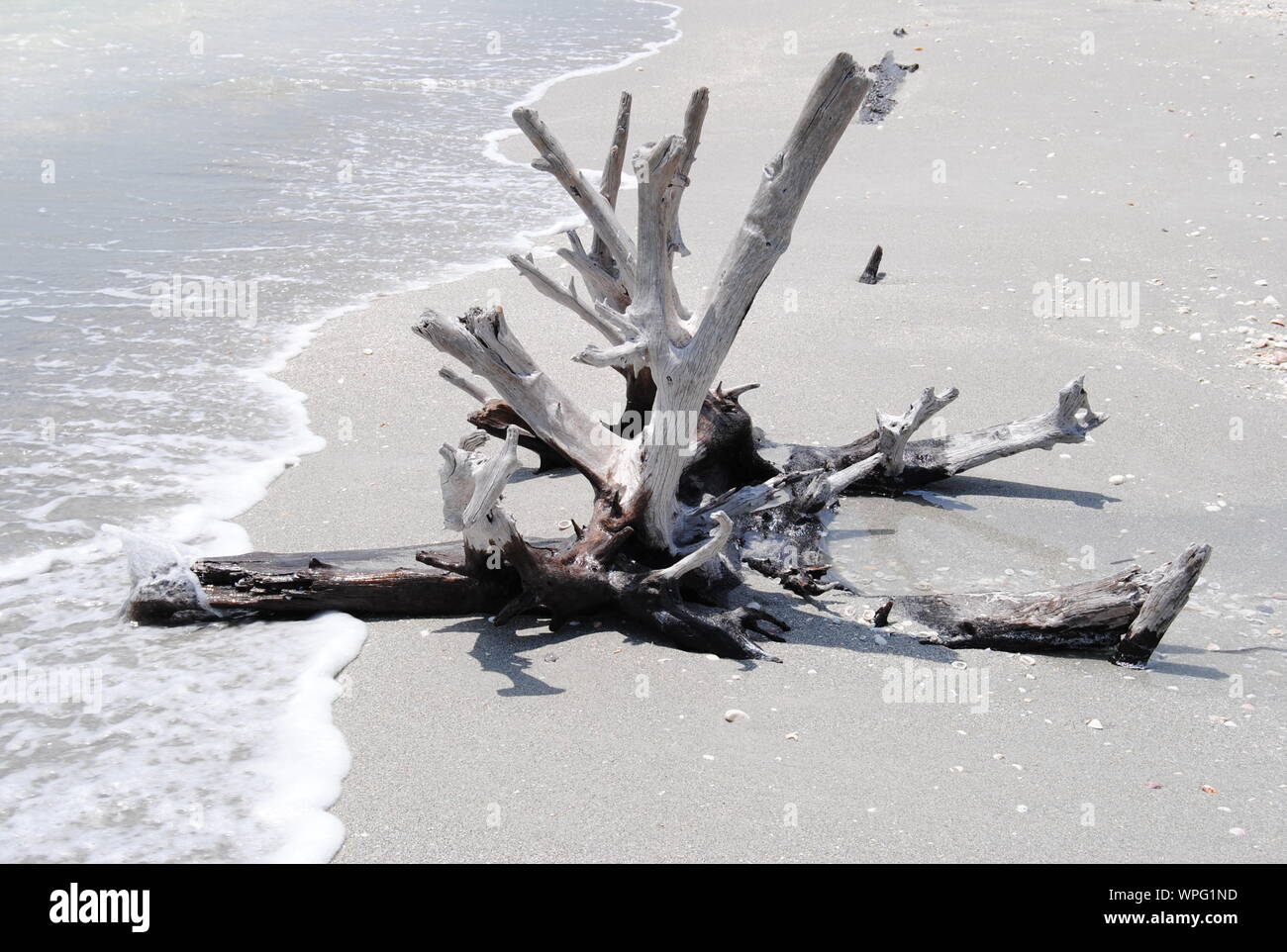 Washed tree hi-res stock photography and images - Alamy