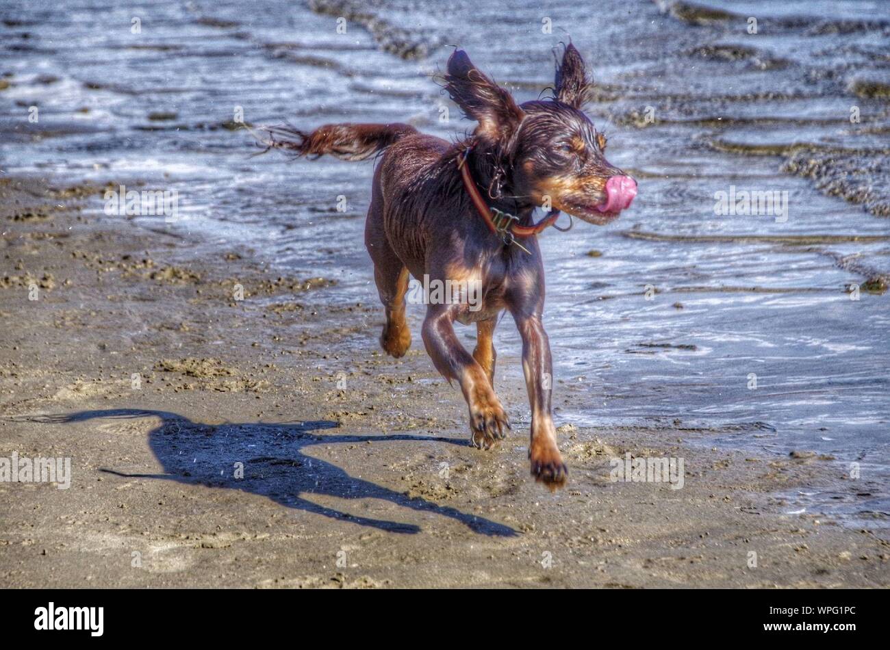 Dog running beach hi-res stock photography and images - Alamy