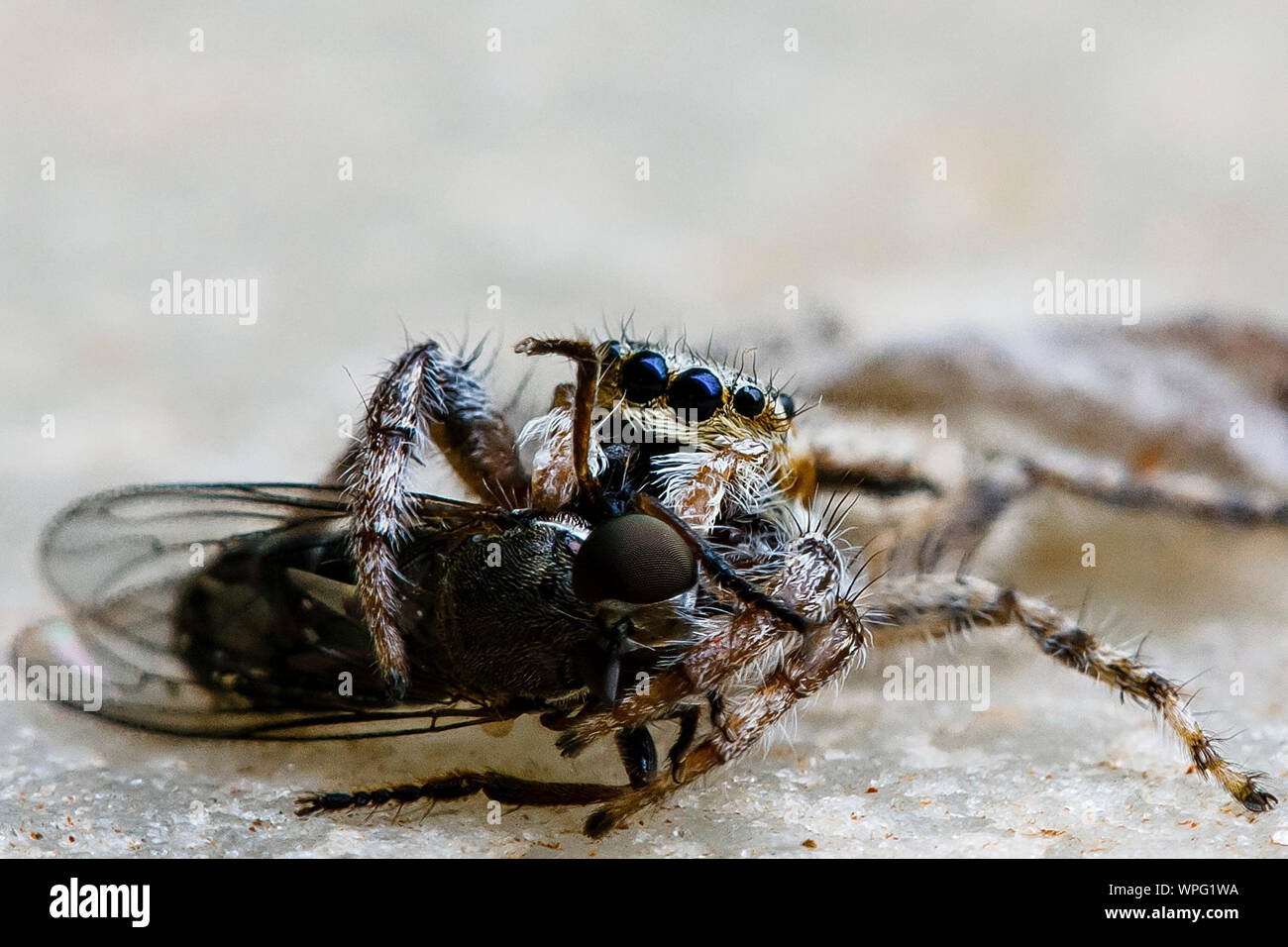 The Hunted High Resolution Stock Photography and Images - Alamy