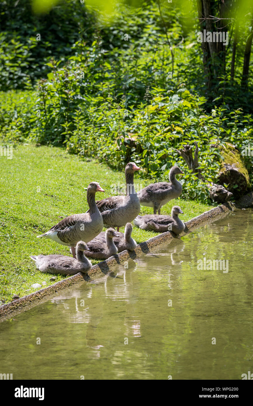 Greylag Goose (Anser) Family Drinking at a Stream, Germany Stock Photo ...
