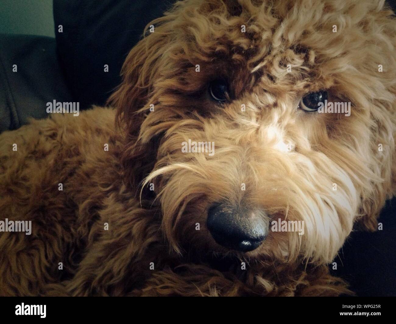 Fluffy brown dog hi-res stock photography and images - Alamy