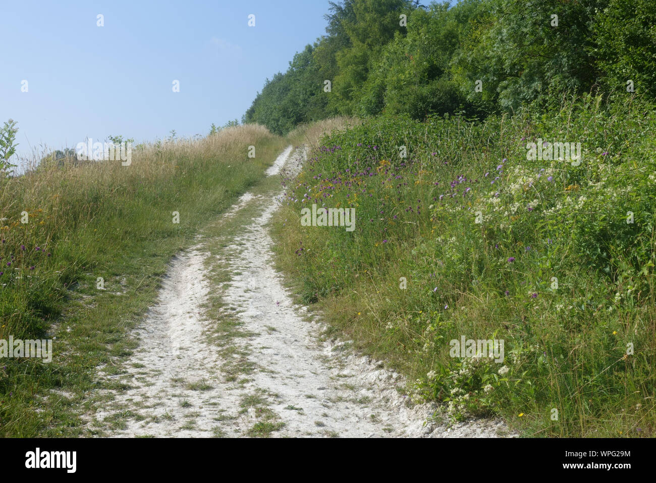 A chalk track winding up through flowering plants on chalk downland in ...