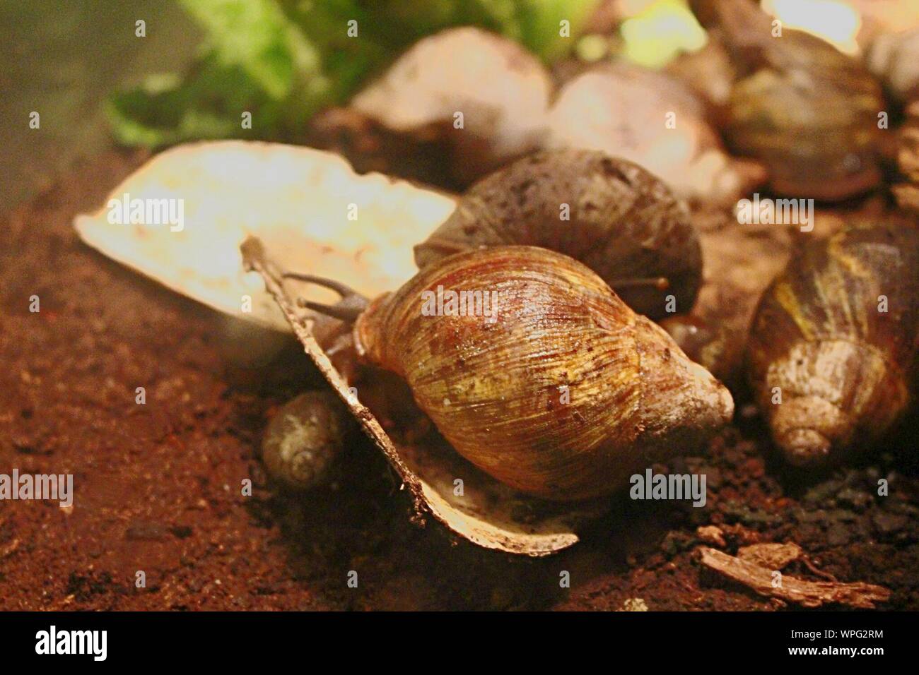 Seashell Fungus High Resolution Stock Photography and Images - Alamy