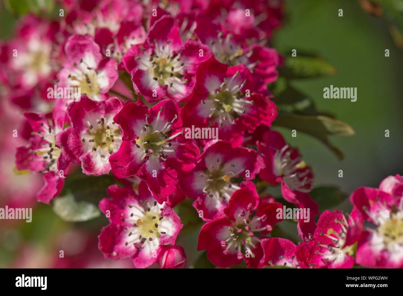 Hawthorn crimson cloud hi-res stock photography and images - Alamy