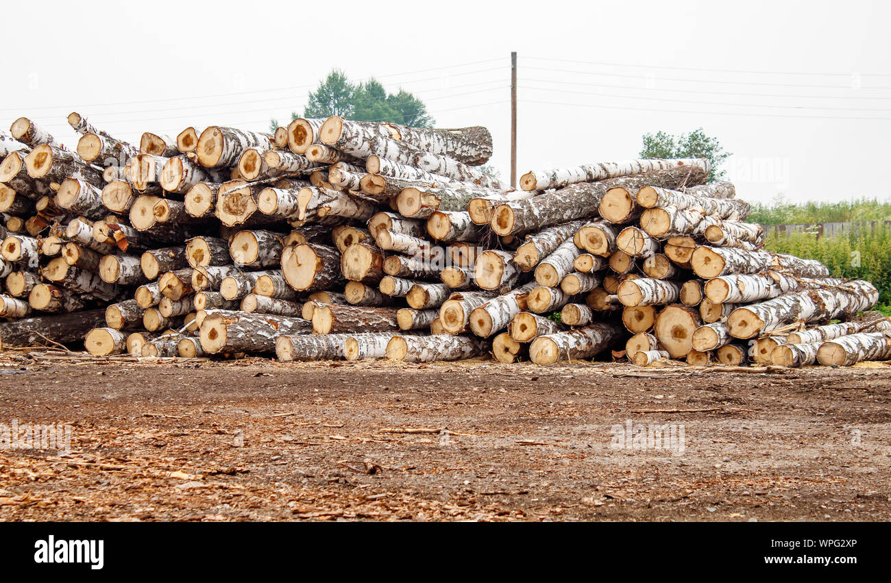 birch logs ready for transportation in logging in russian siberia ...
