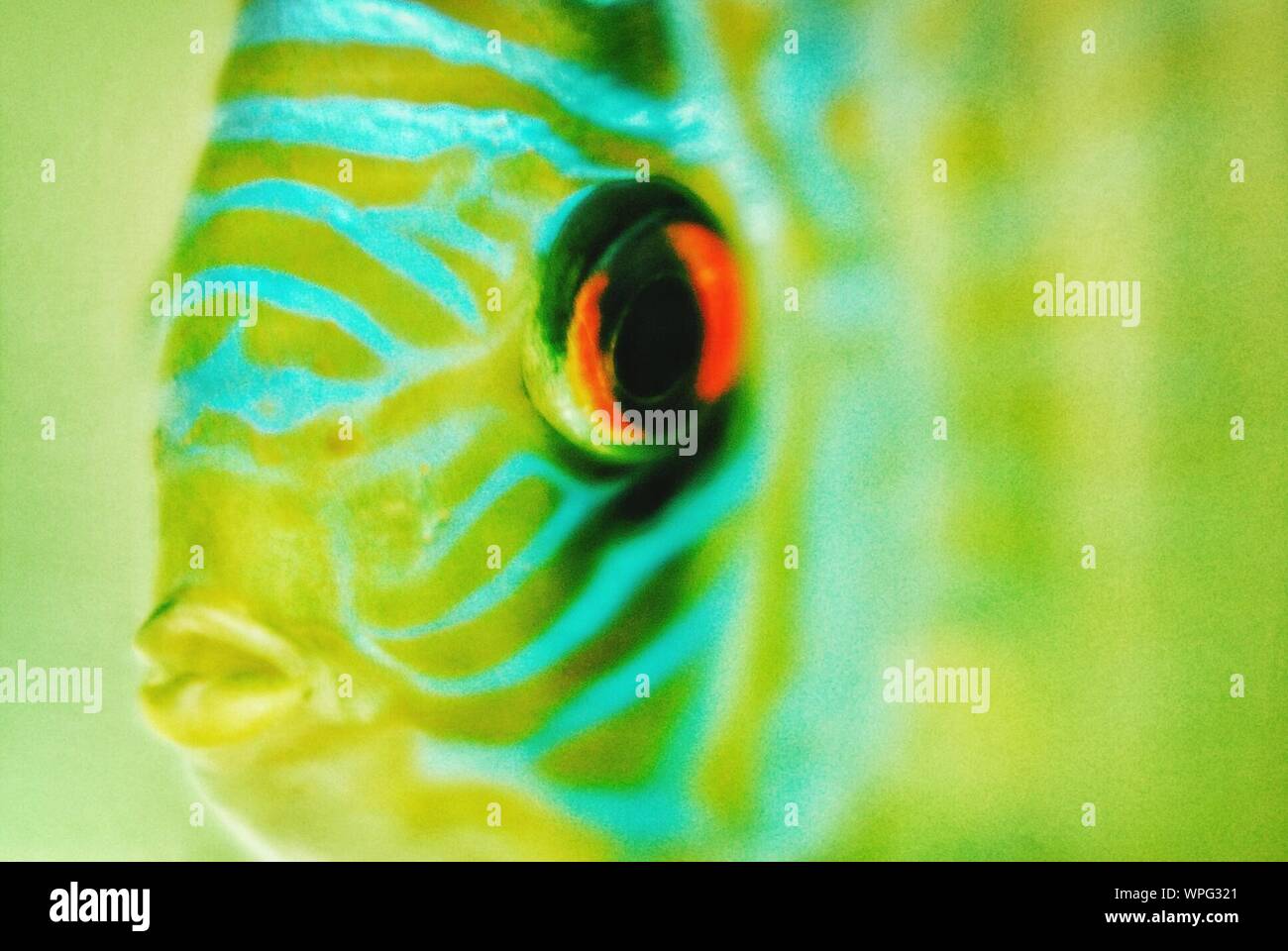 Digital fish hi-res stock photography and images - Alamy