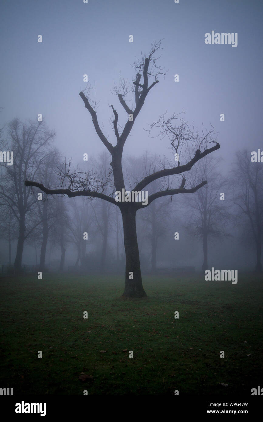 dark, gloomy, dramatic trees with branches on the dark foggy day Stock ...