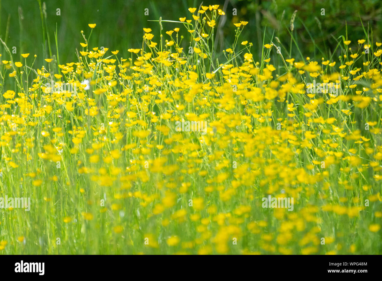 Ranunculus spp hi-res stock photography and images - Alamy