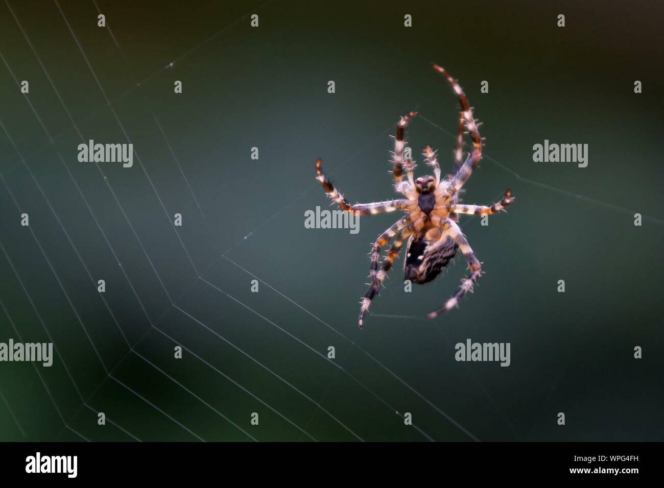 Weaving his web hi-res stock photography and images - Alamy
