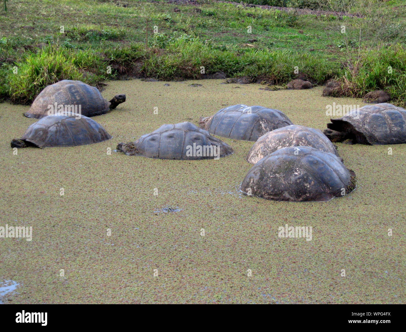 Turtles In Swamp Stock Photo - Alamy
