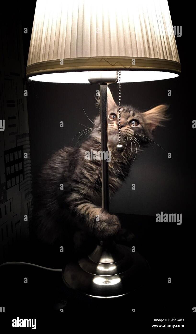 Lamp and cat hi-res stock photography and images - Alamy