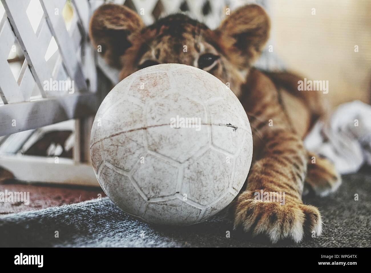Lion and ball hi-res stock photography and images - Alamy