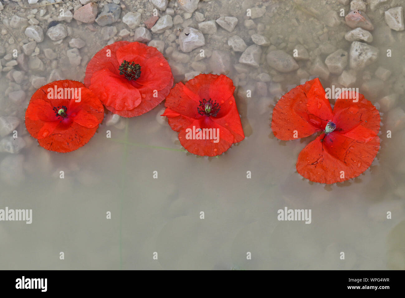 poppies Latin papaver rhoeas floating in the sea a remembrance flower ...