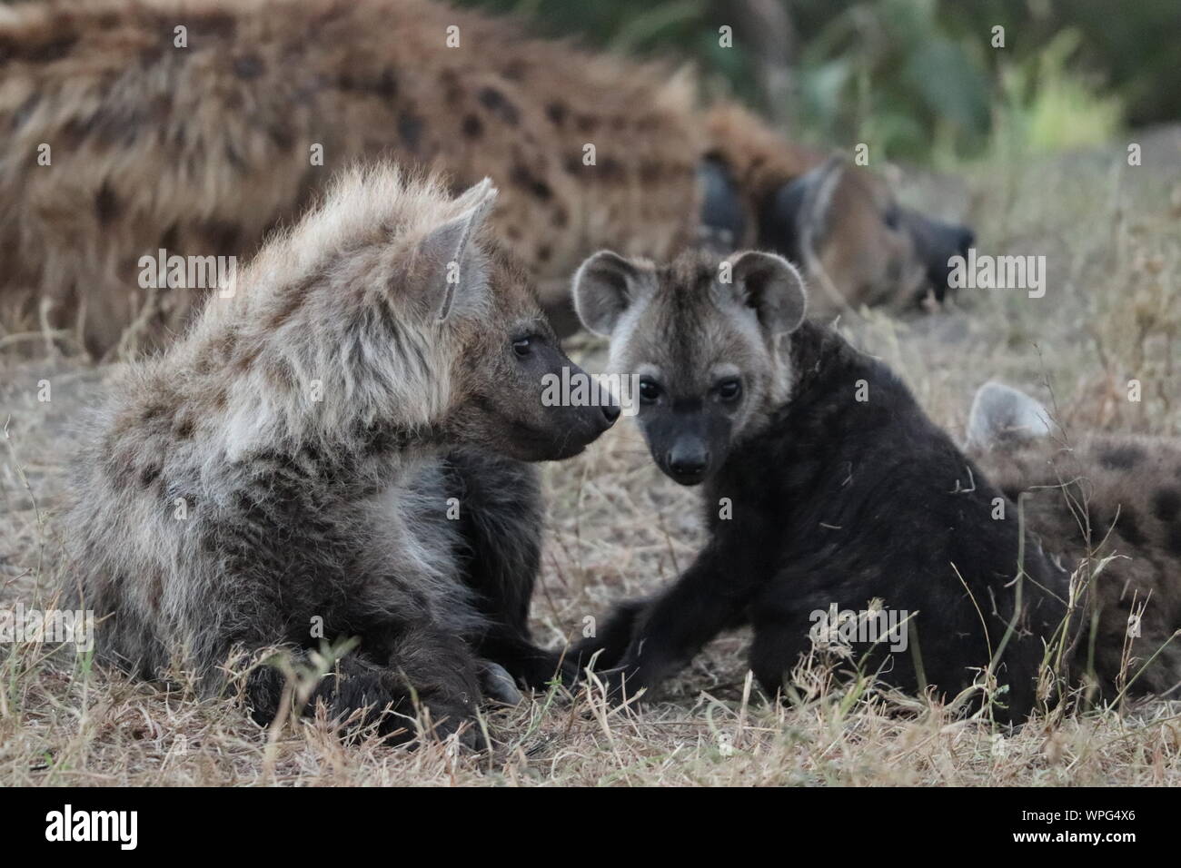 Spotted hyena (crocuta crocuta) cubs resting by their den, Masai Mara ...