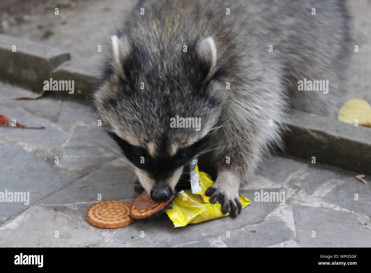 Raccoon eating hi-res stock photography and images - Alamy