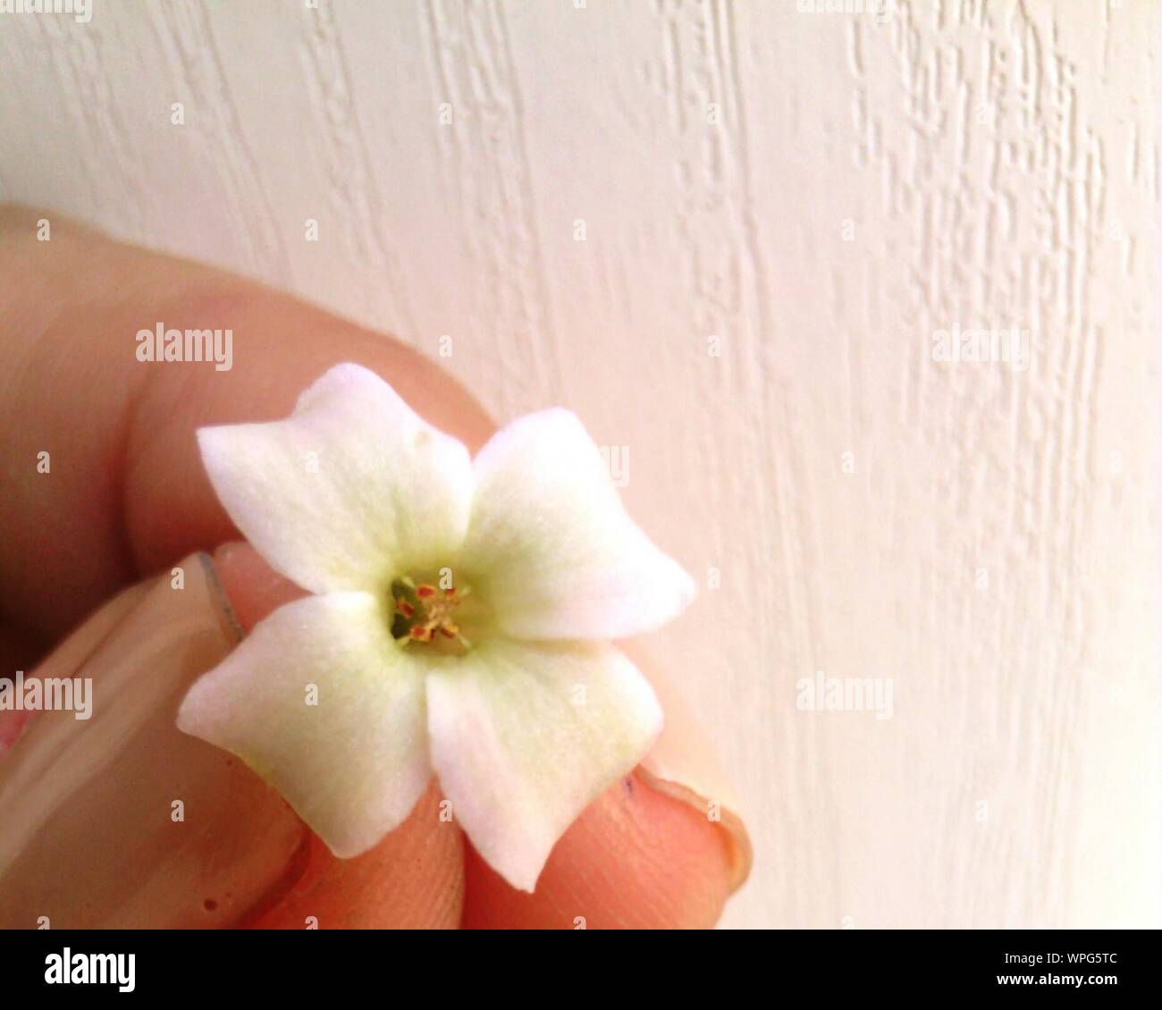 Human flower hi-res stock photography and images - Alamy