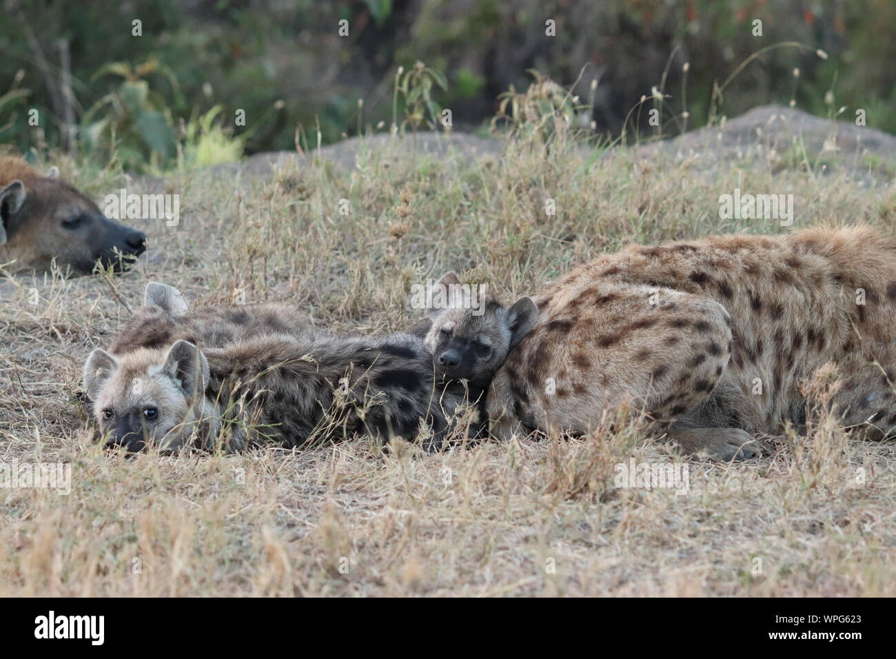 Spotted hyena (crocuta crocuta) cubs resting by their den, Masai Mara ...