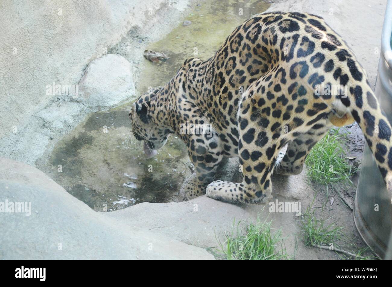 Jaguar in the water hi-res stock photography and images - Alamy