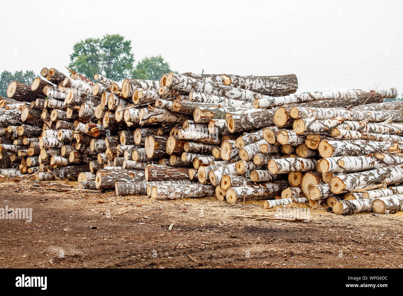 birch logs ready for transportation in logging in russian siberia ...