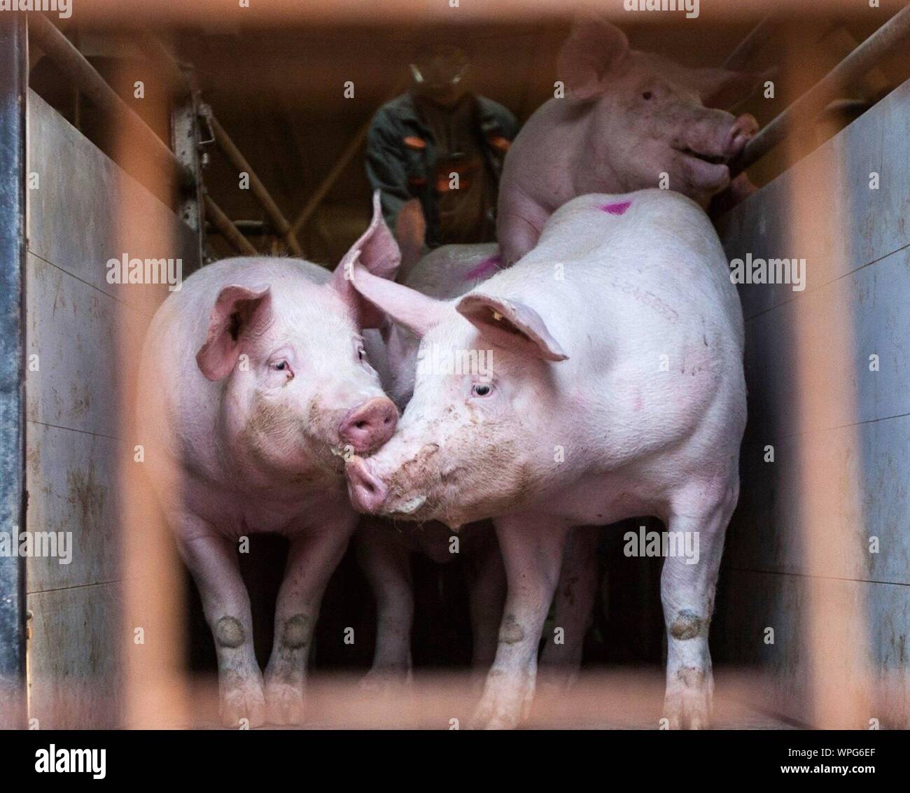 Real pigs hi-res stock photography and images - Alamy
