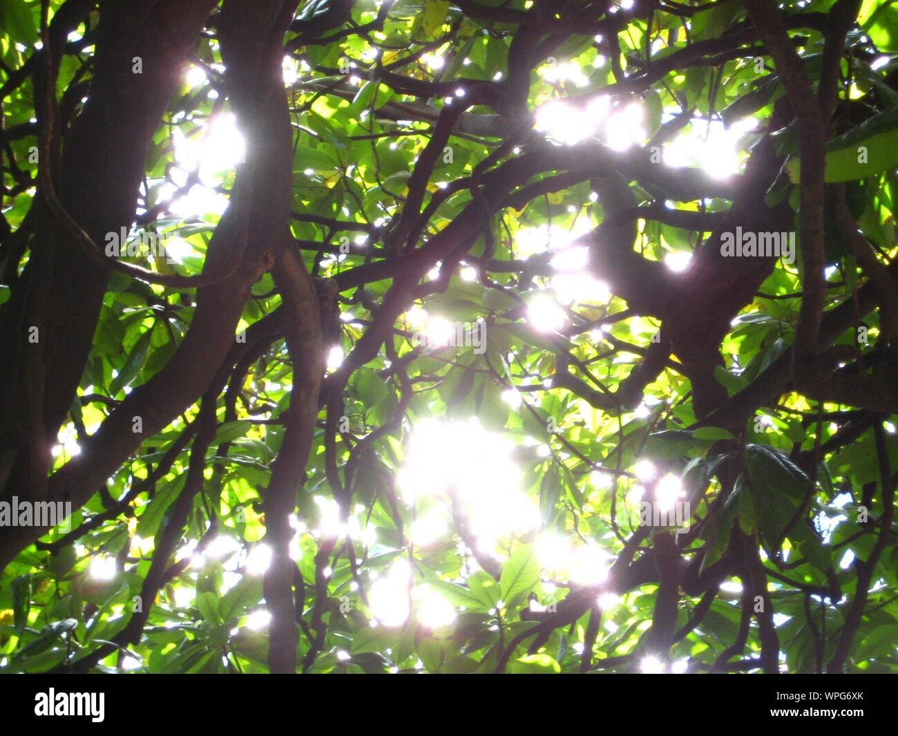 Low Sun Through Tree Branches High Resolution Stock Photography and ...