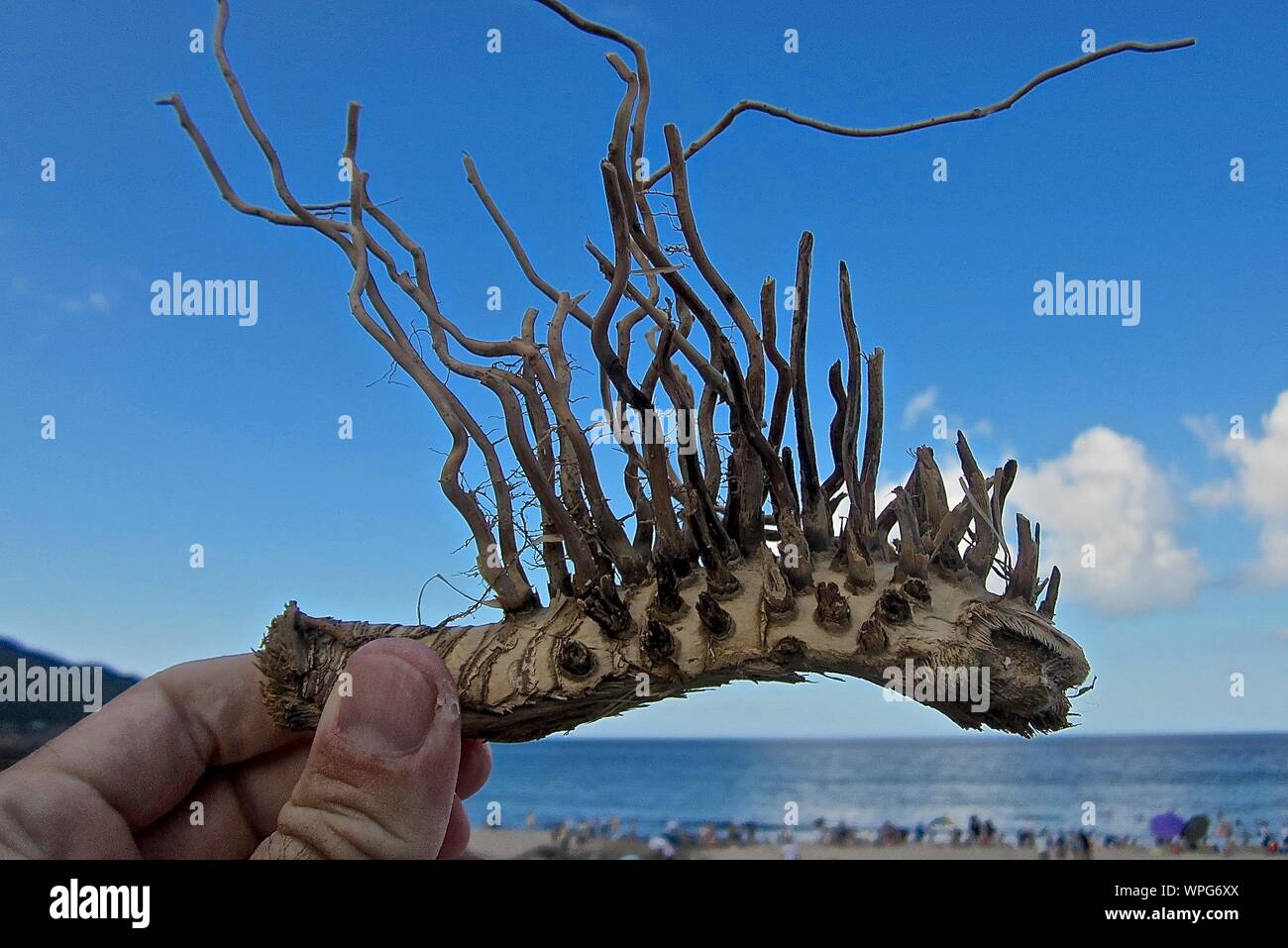 Man Root High Resolution Stock Photography and Images - Alamy