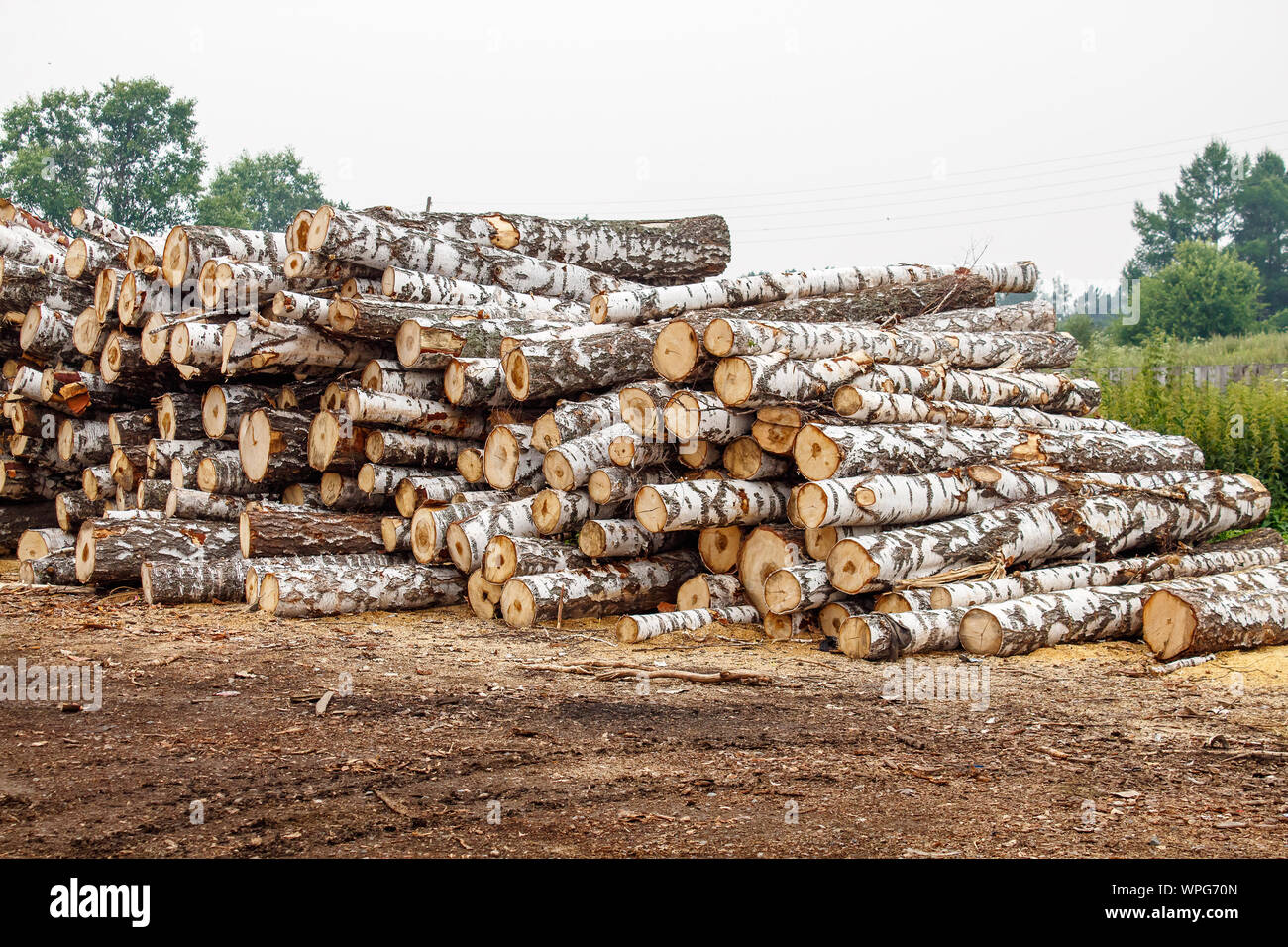 birch logs ready for transportation in logging in russian siberia ...