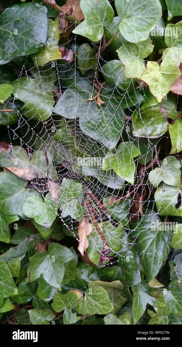 Cob web hi-res stock photography and images - Alamy