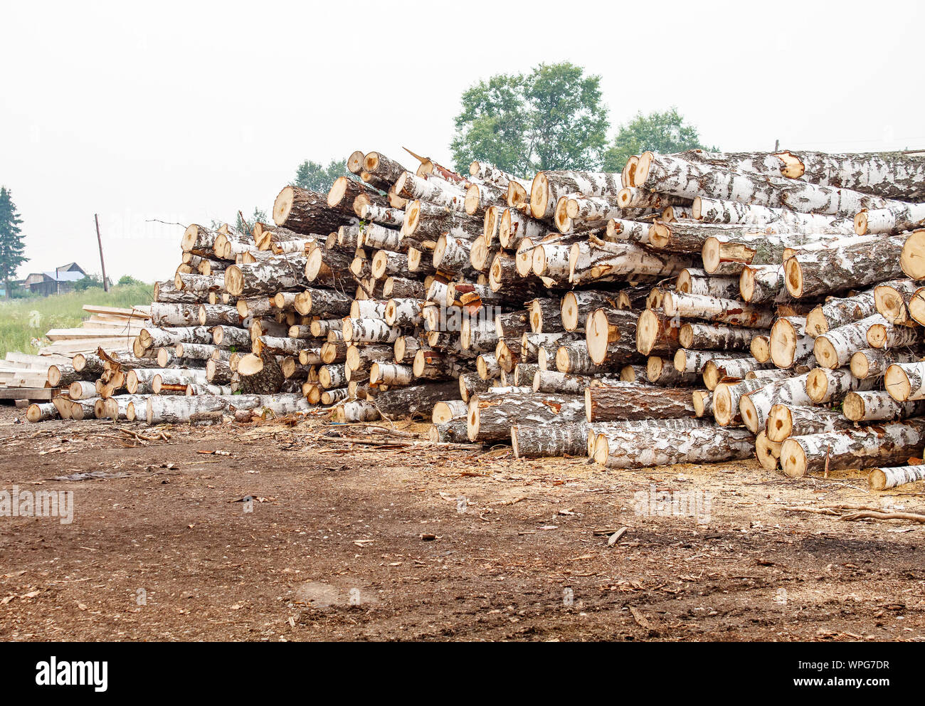 birch logs ready for transportation in logging in russian siberia ...
