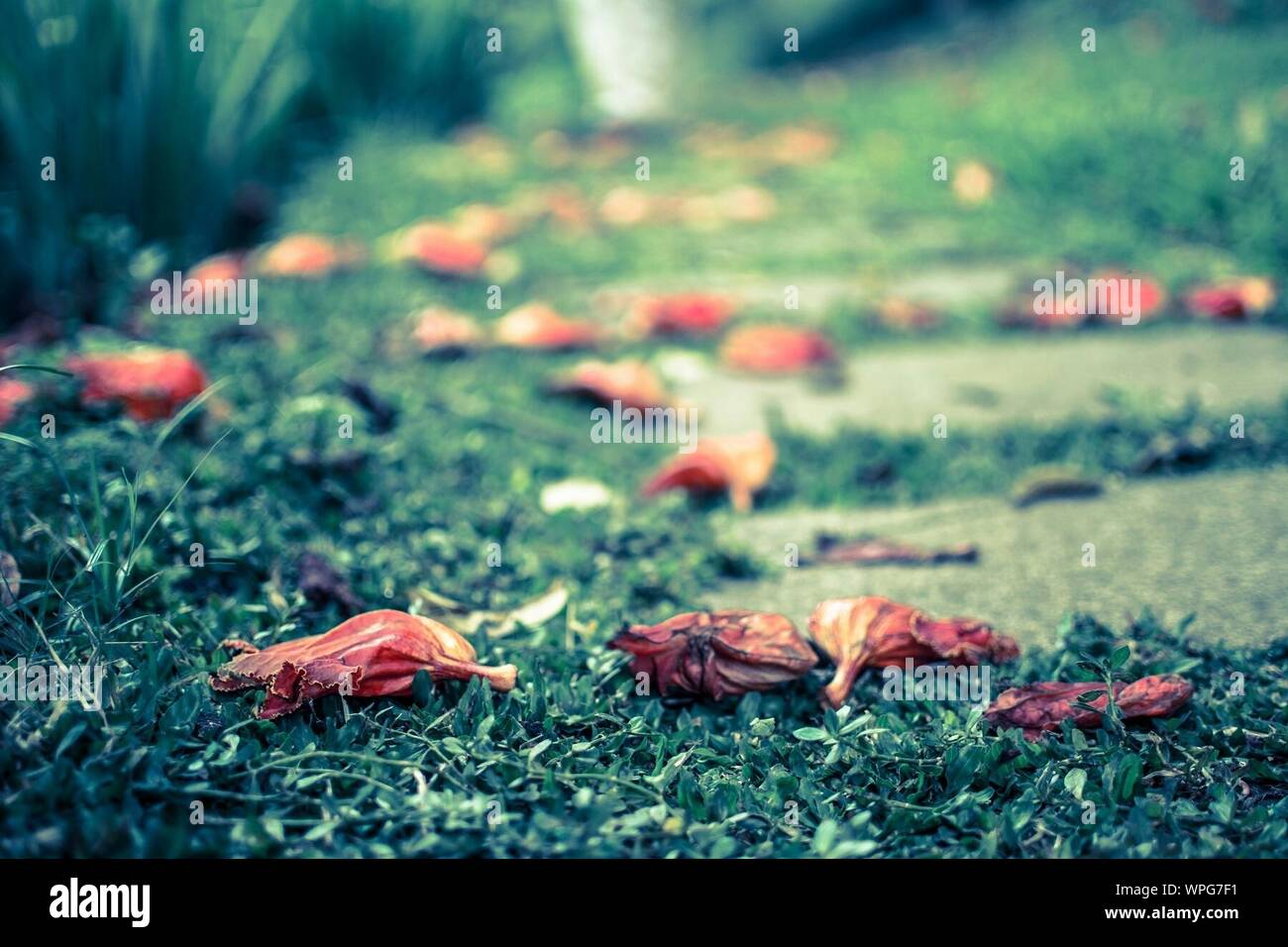Fallen flowers hi-res stock photography and images - Alamy