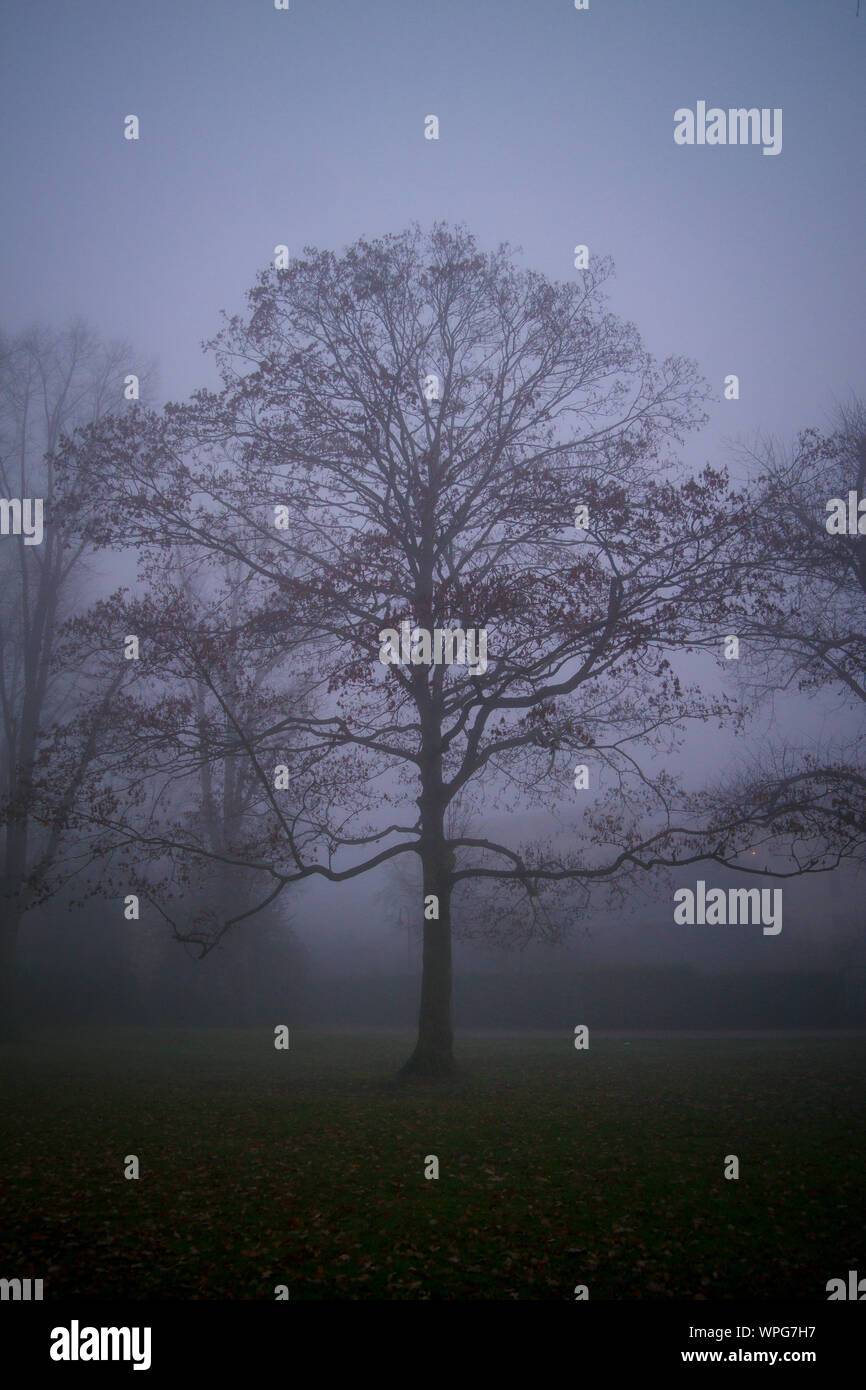 dark, gloomy, dramatic trees with branches on the dark foggy day Stock ...