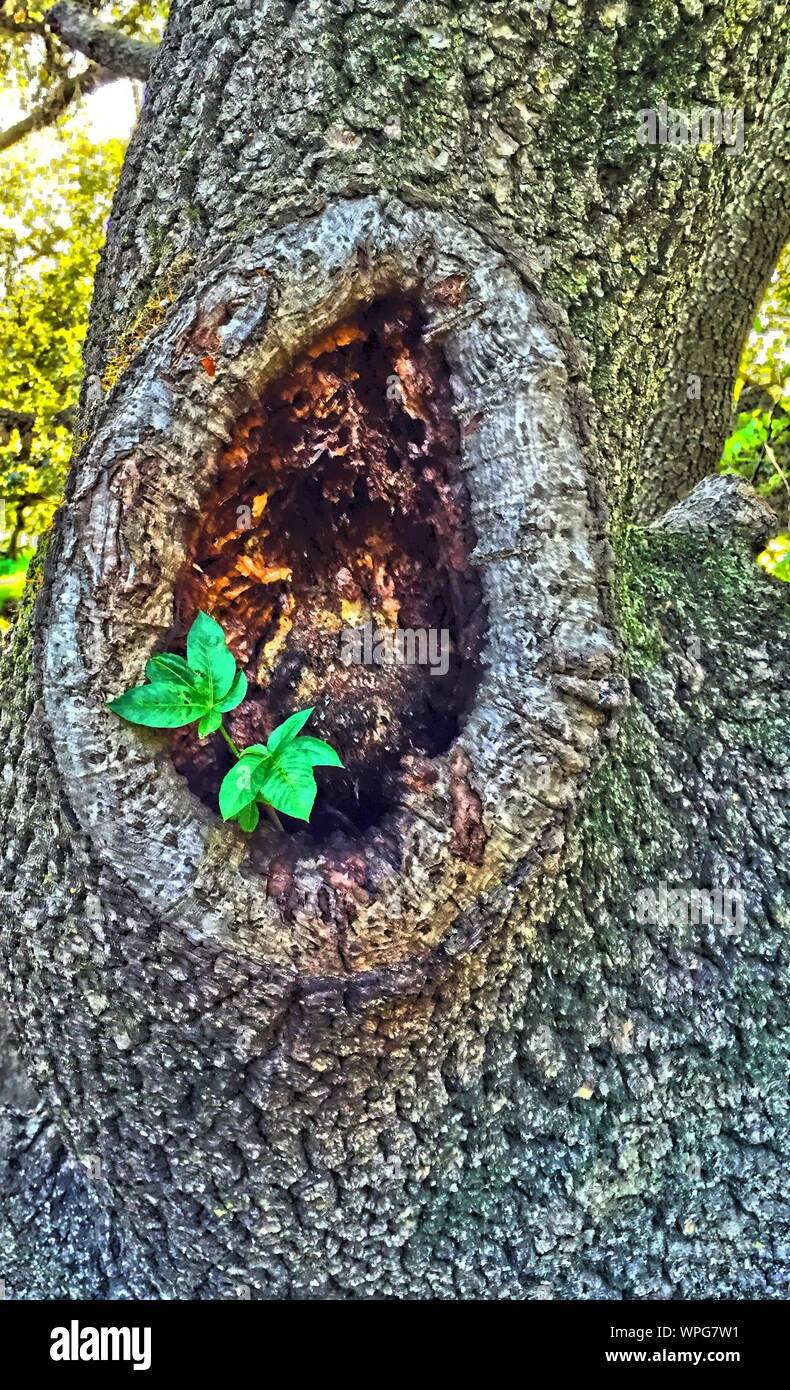 New tree growing hi-res stock photography and images - Alamy