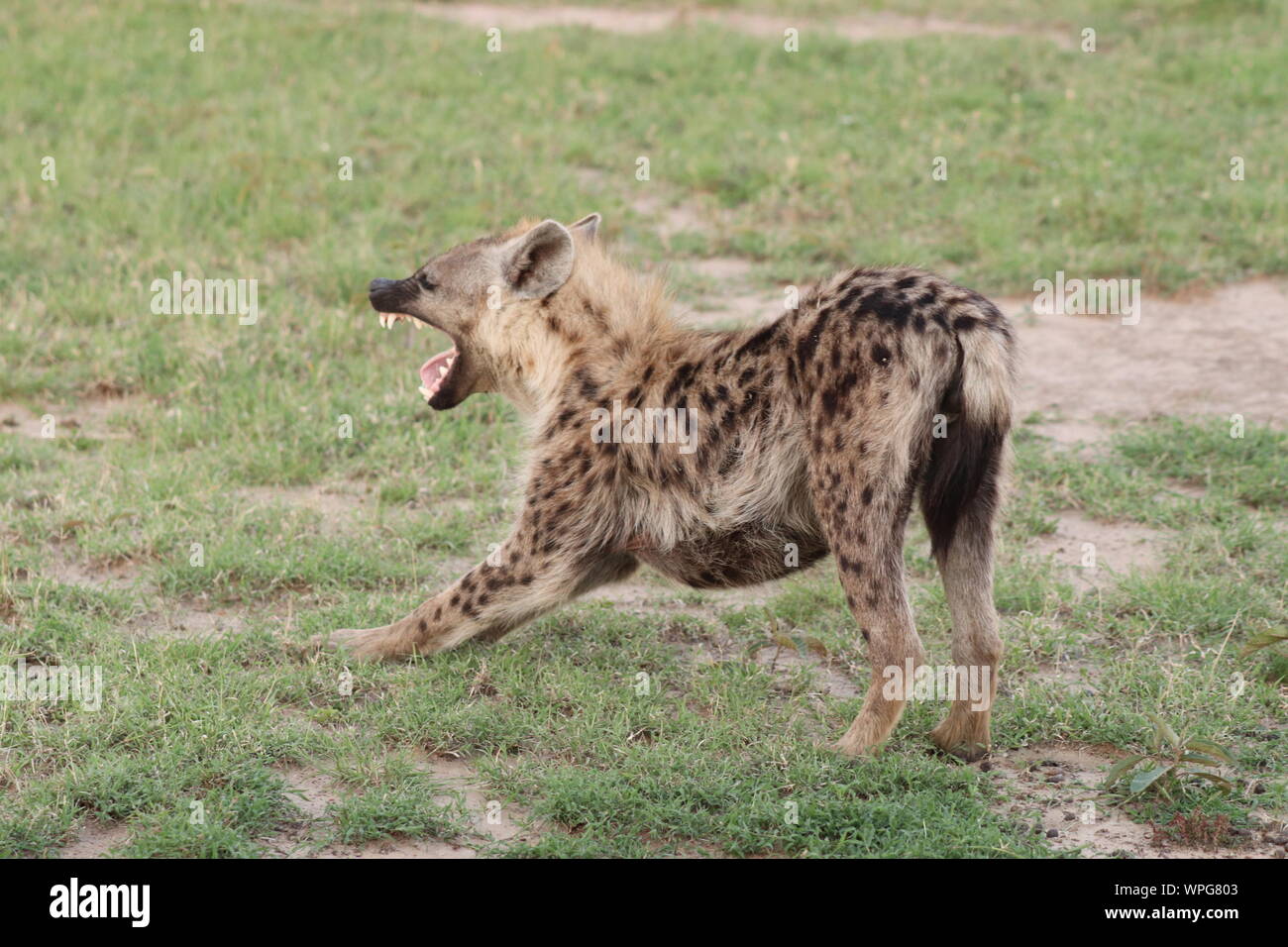 Hyena teeth hi-res stock photography and images - Alamy