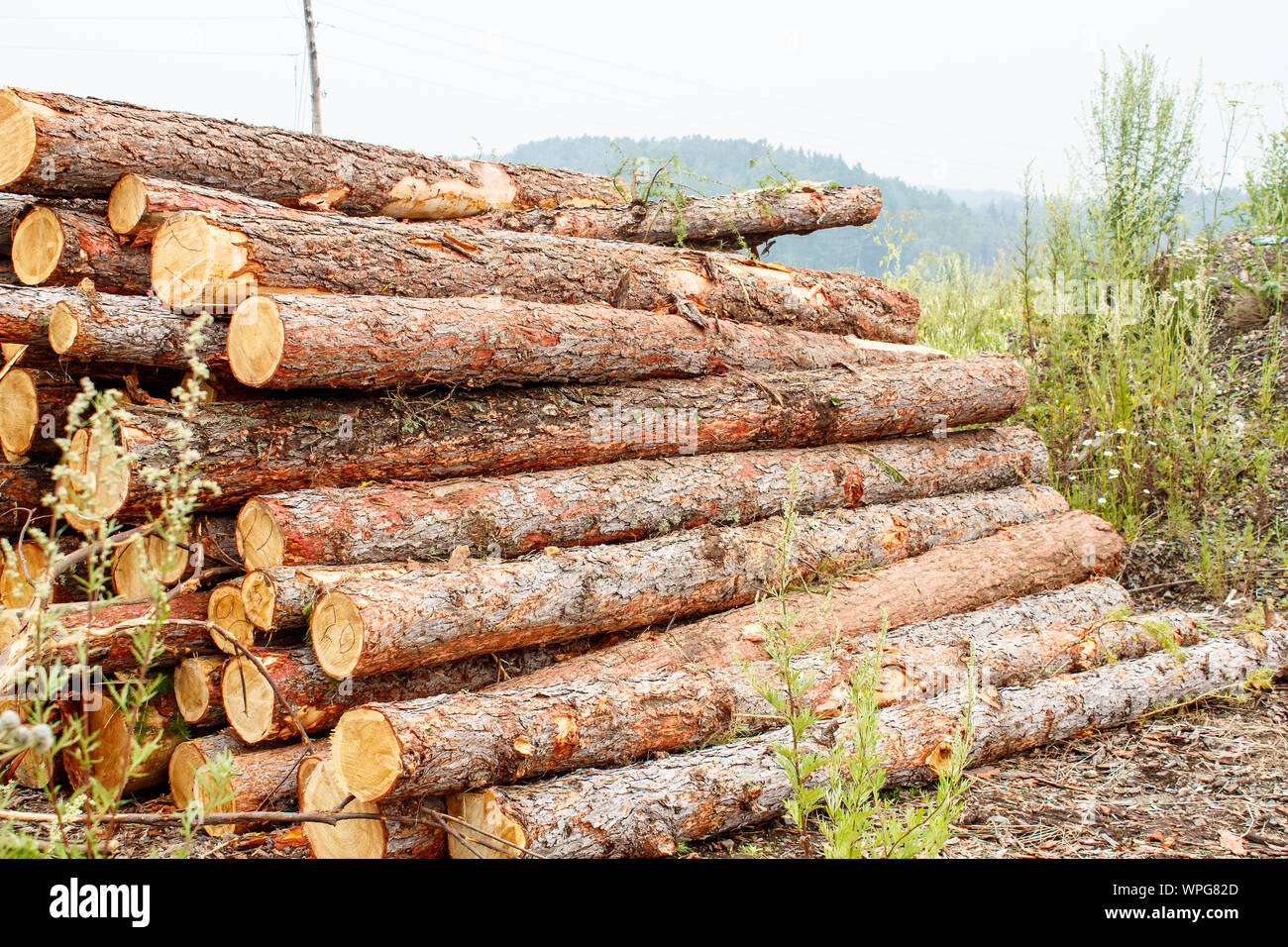 pine logs ready for transportation in logging in russian siberia ...