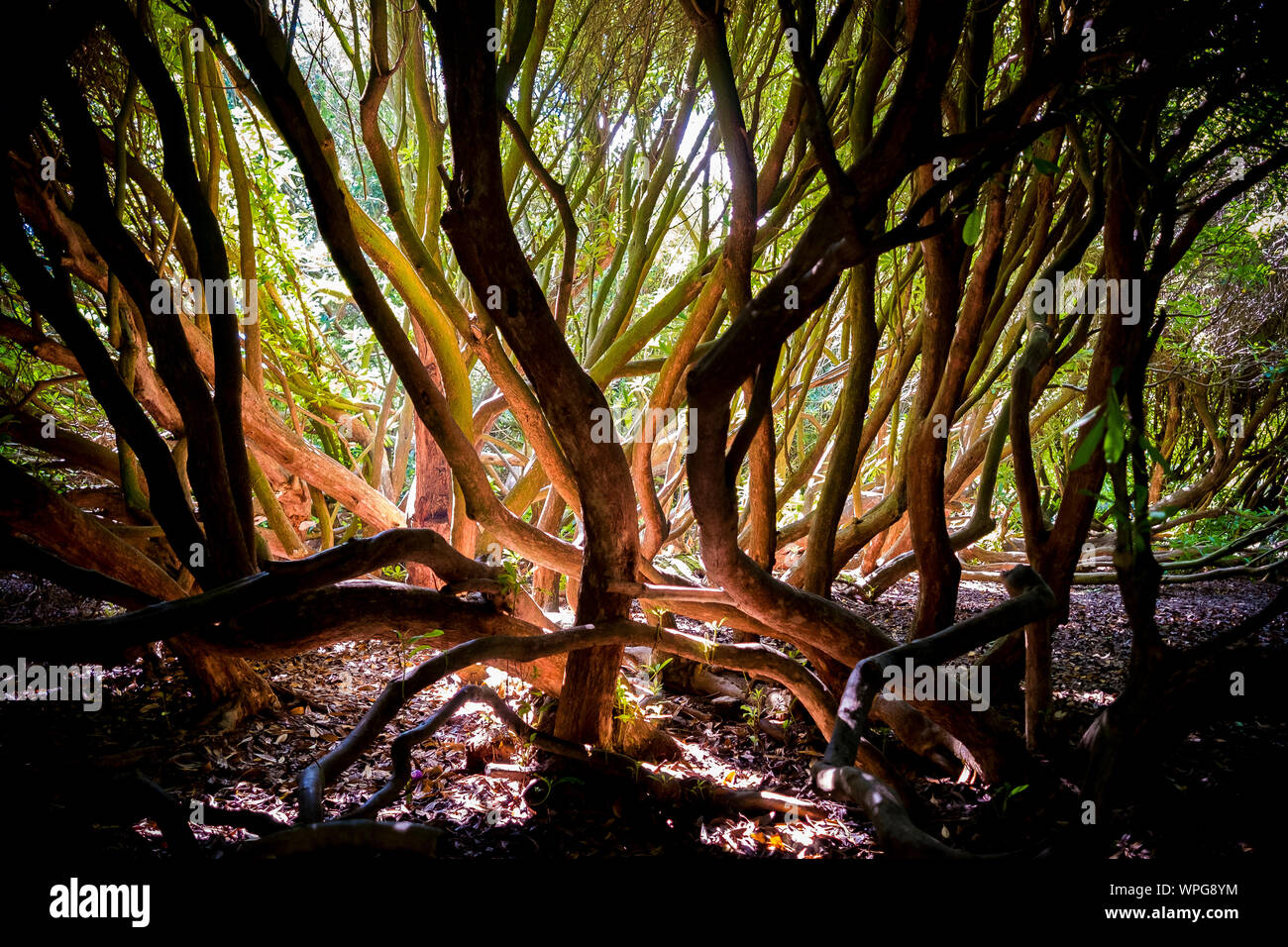 Dramatic trees and brances in a natural garden woodland Stock Photo - Alamy
