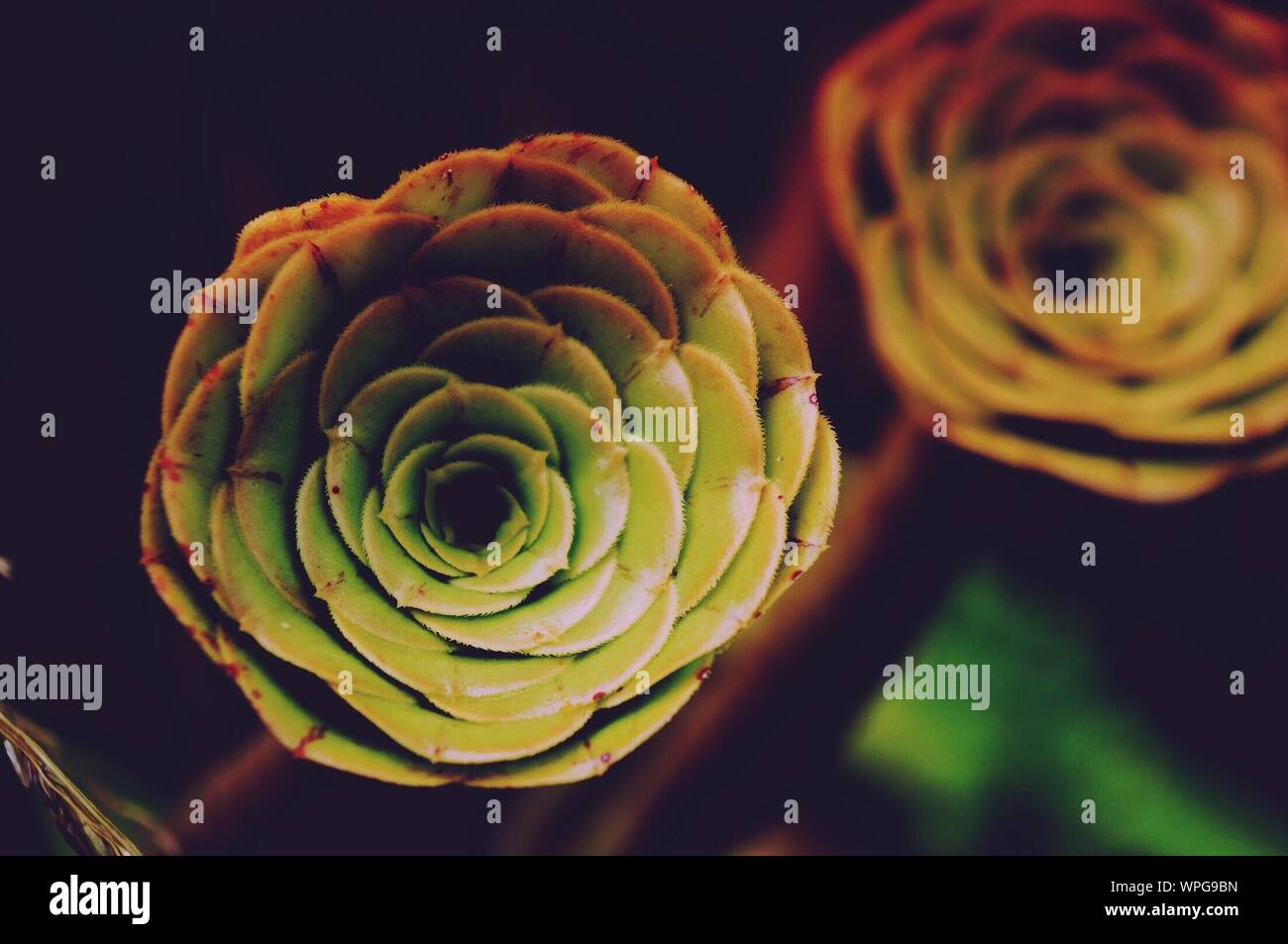 Spiral leaf pattern hi-res stock photography and images - Alamy