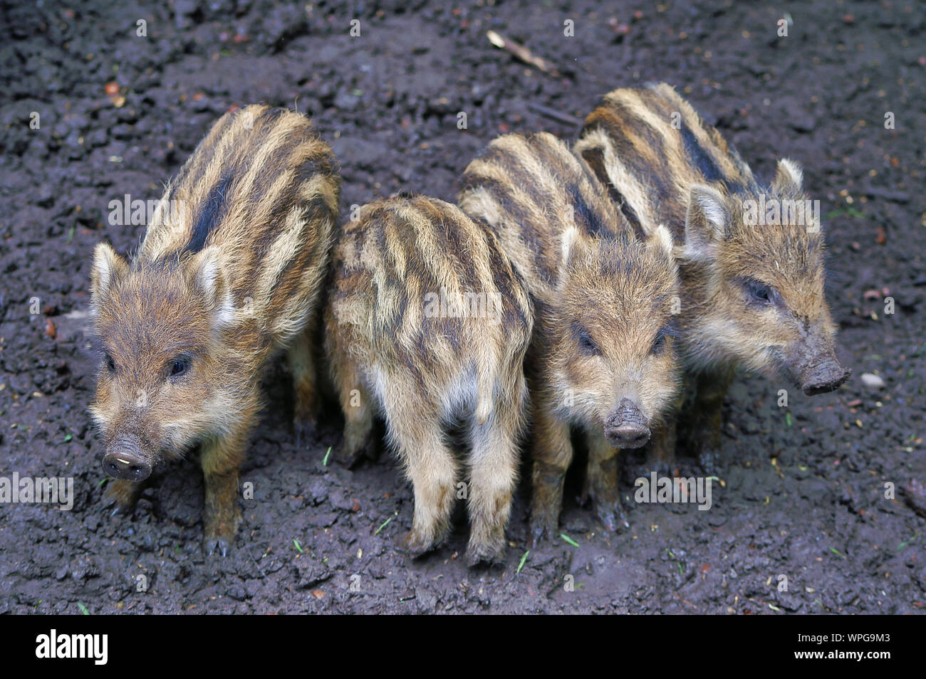 How Do Hogs At Night Look Eyes