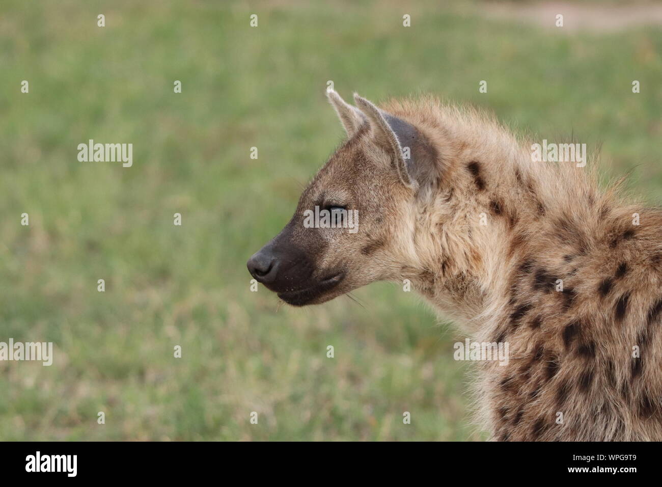 Spotted hyena (crocuta crocuta) face closeup, Masai Mara National Park ...