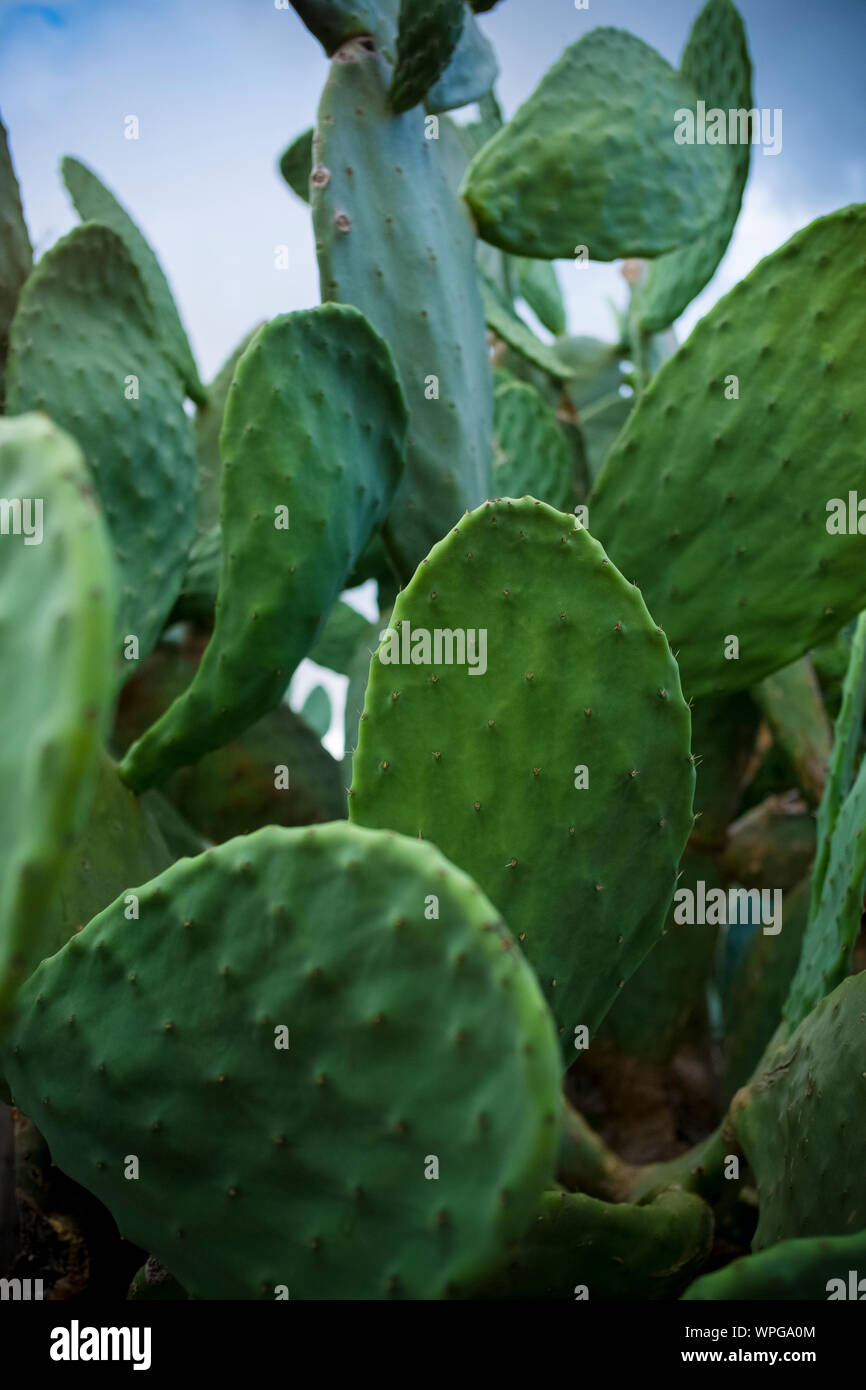 Prickly plants hi-res stock photography and images - Alamy