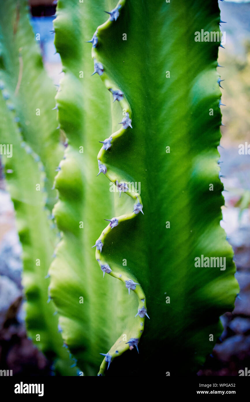 Prickly plants hi-res stock photography and images - Alamy