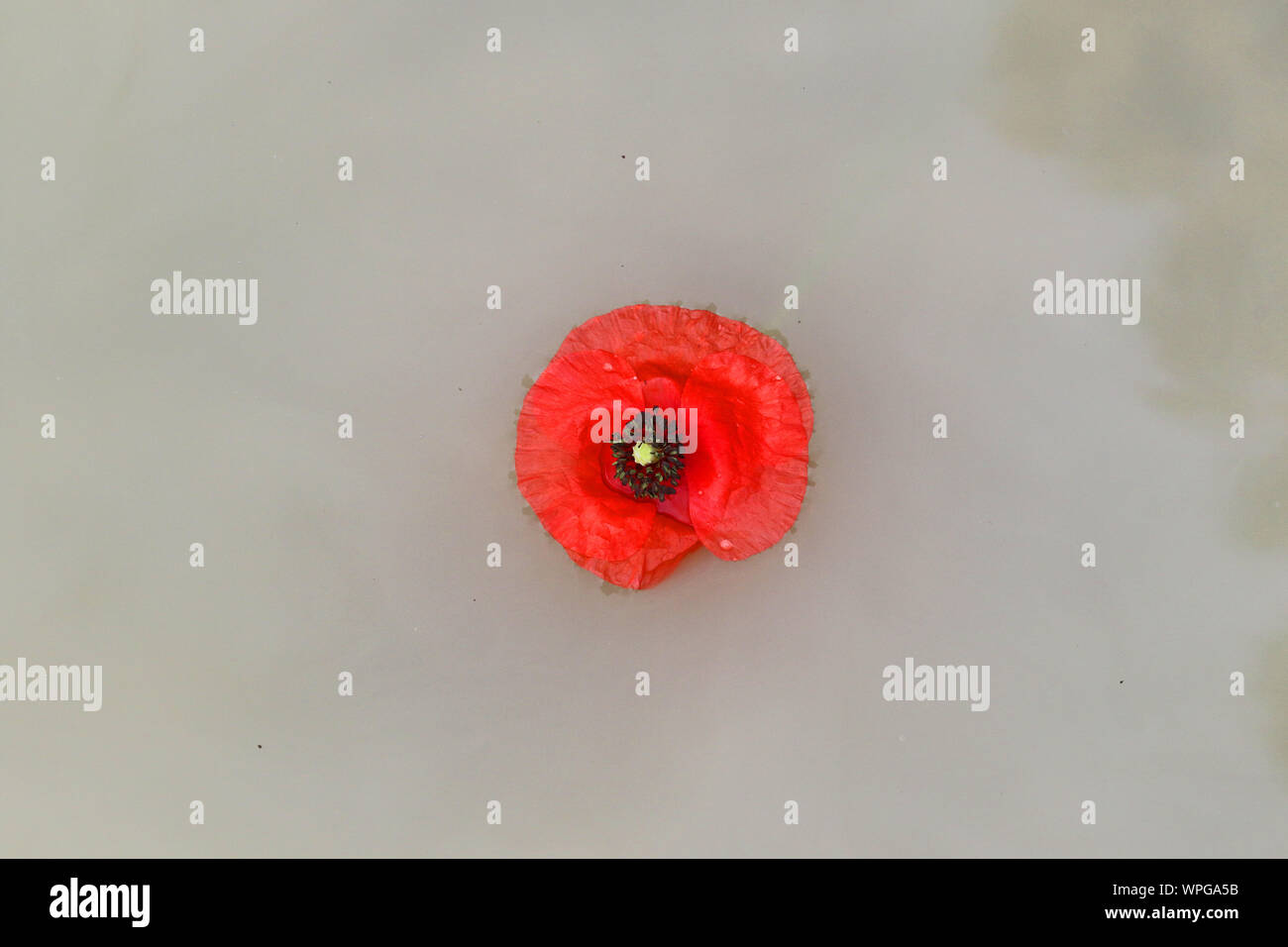 poppies Latin papaver rhoeas floating in the sea a remembrance flower ...